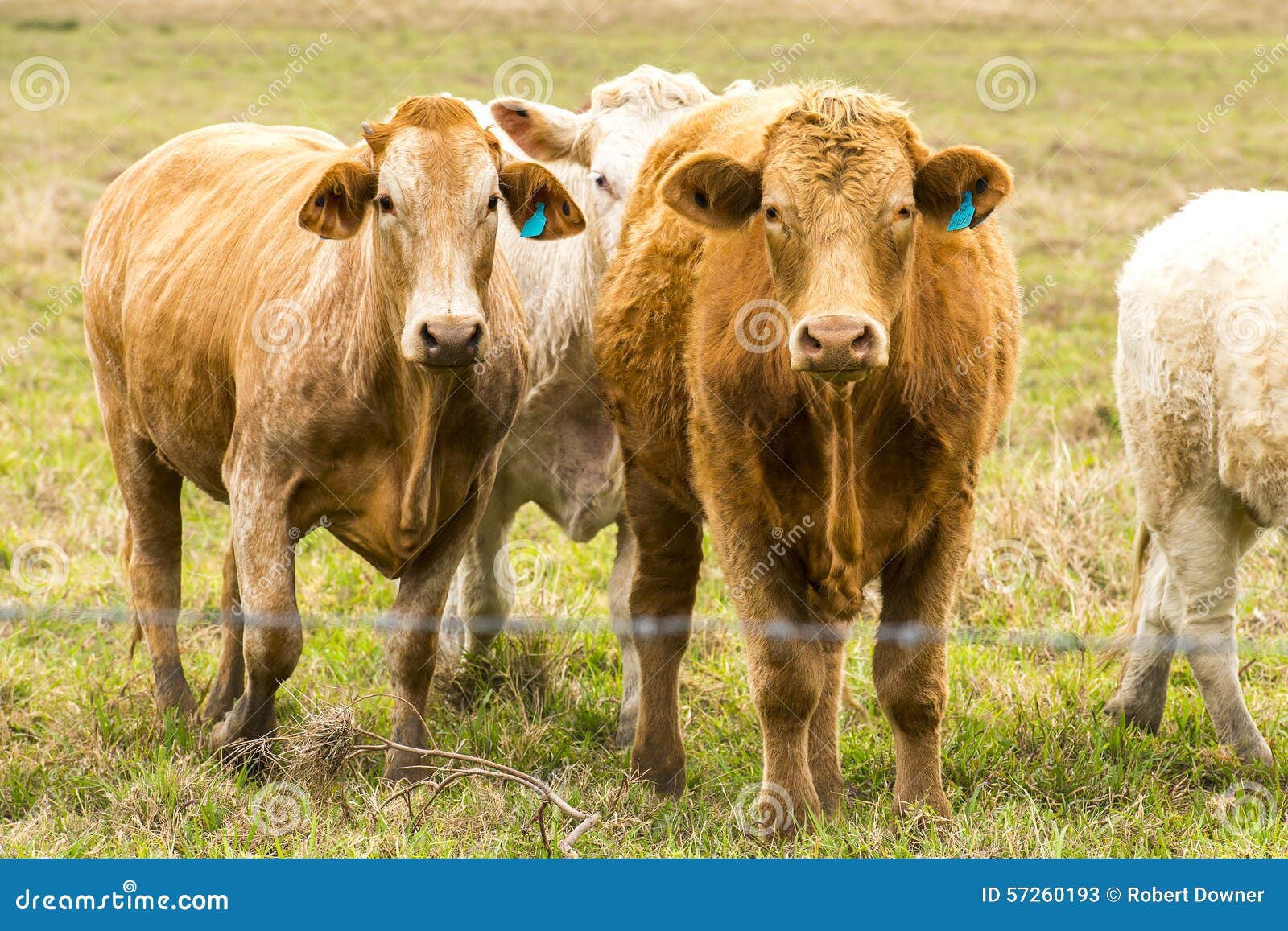 Outback Cows editorial stock photo. Image of meadow, animal - 57260193