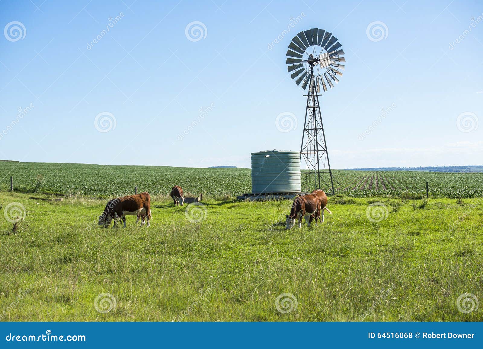 Outback Cows stock photo. Image of countryside, green - 64516068