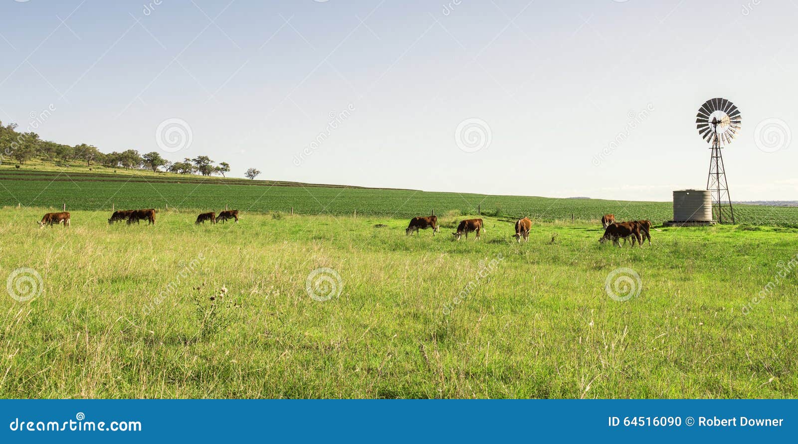 Outback Cows stock photo. Image of summer, field, grass - 64516090