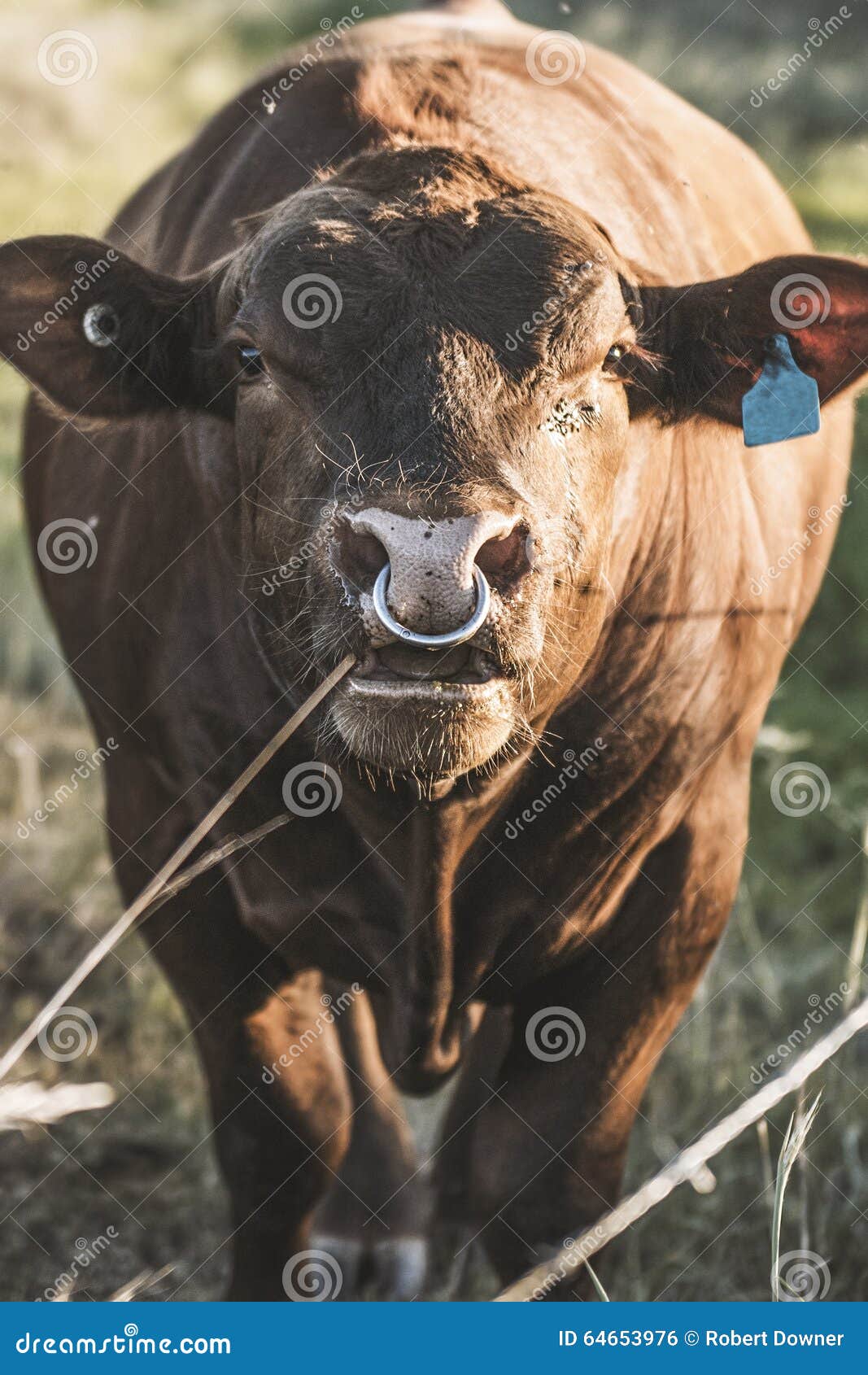 Outback Cows stock photo. Image of view, farm, queensland - 64653976