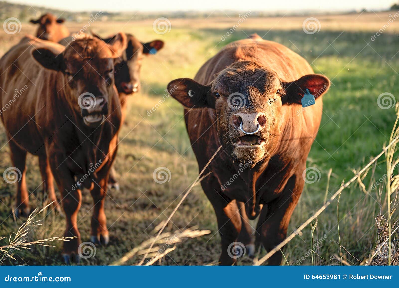 Outback Cows stock image. Image of green, meadow, white - 64653981