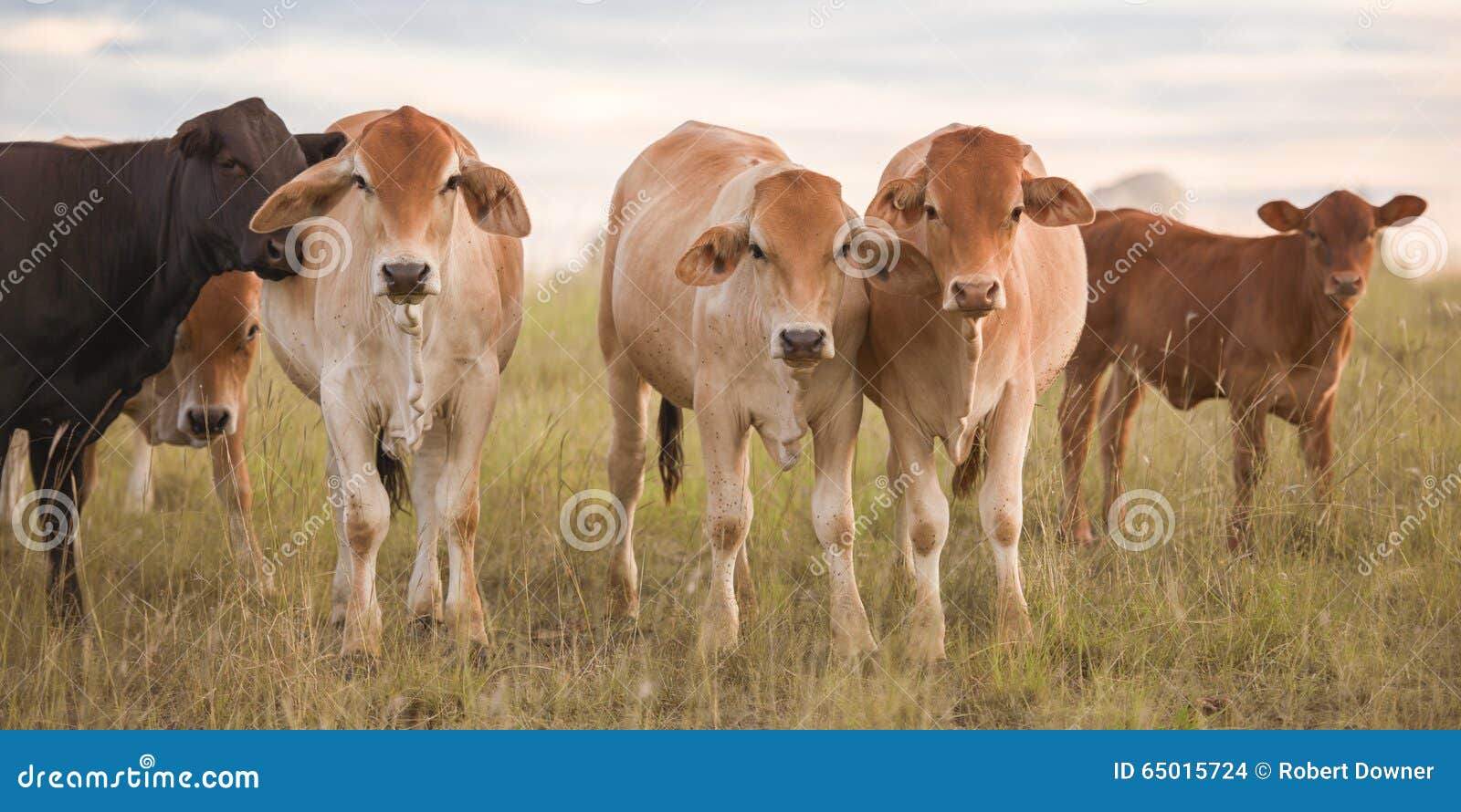 Outback Cows stock photo. Image of pasture, white, agriculture - 65015724