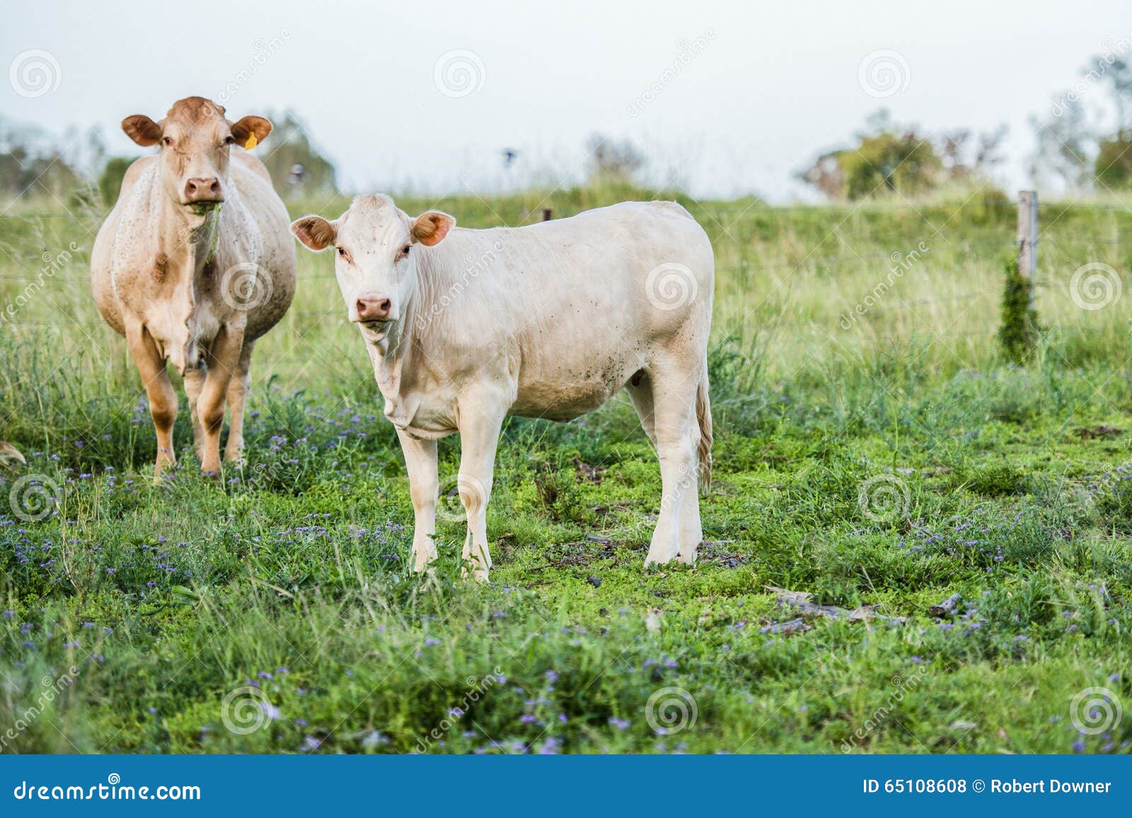 Outback Cows stock photo. Image of agriculture, pasture - 65108608