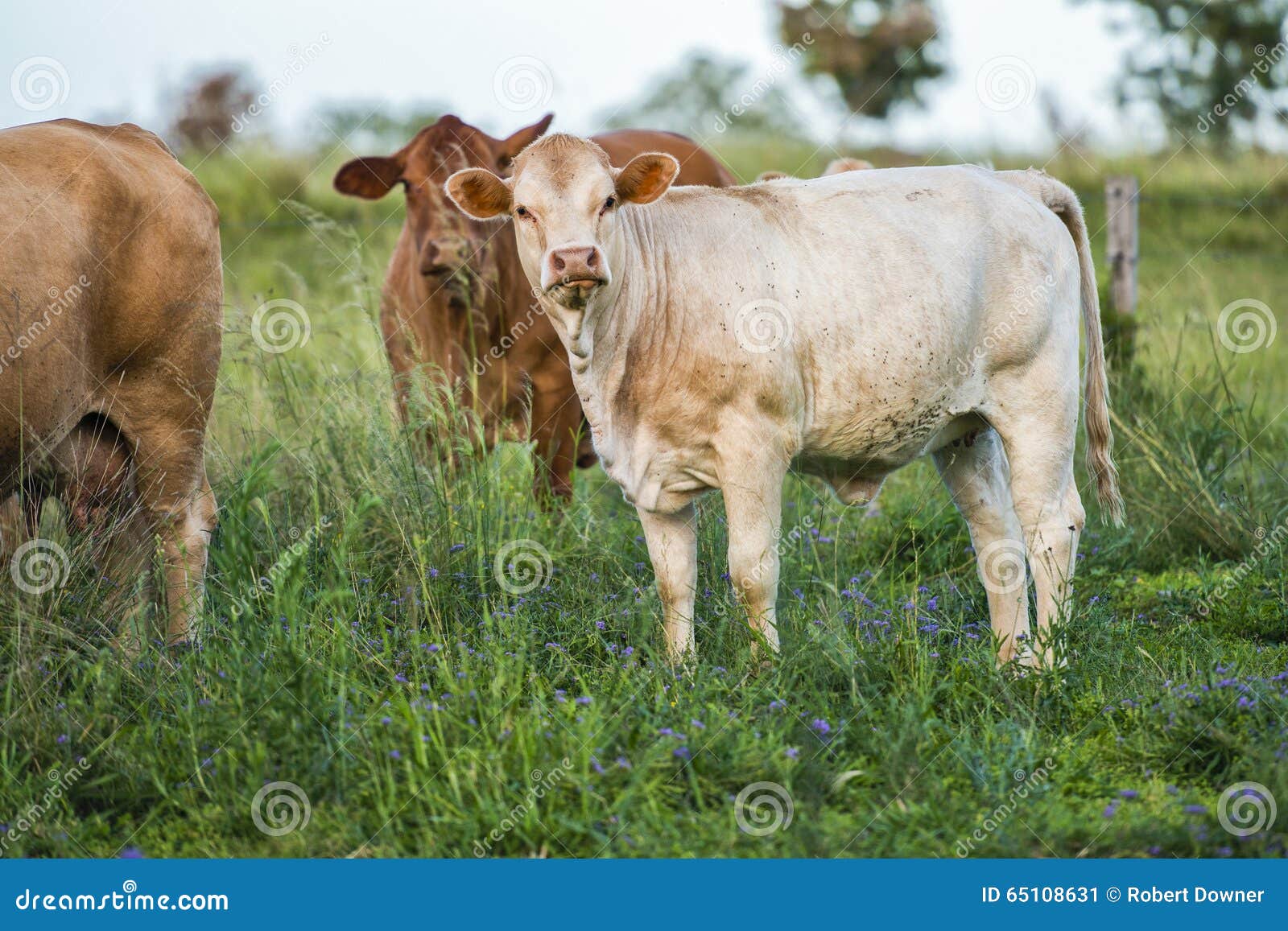 Outback Cows stock image. Image of farmland, animal, agriculture - 65108631