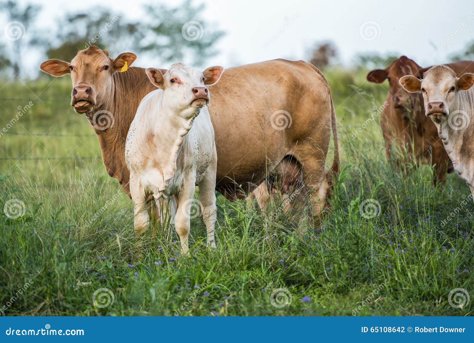 Outback Cows stock photo. Image of animal, graze, queensland - 65108642