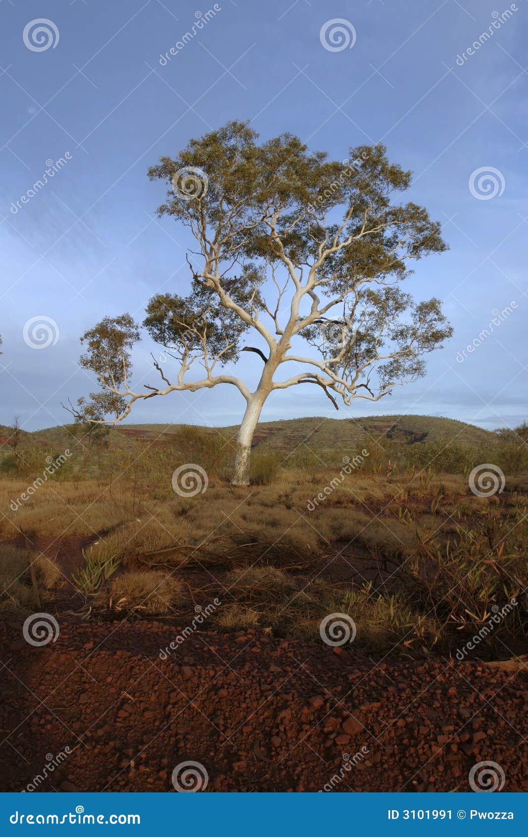 Outback Gum Tree stock image. Image of tree, eucalypt - 3101991