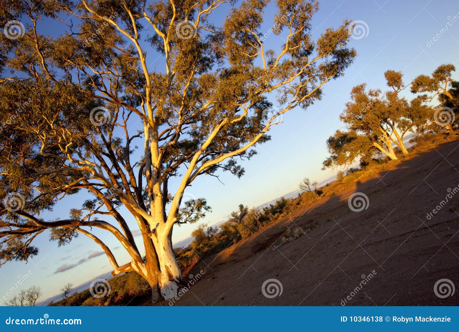 Outback Gum Trees stock photo. Image of sunset, landscape - 10346138