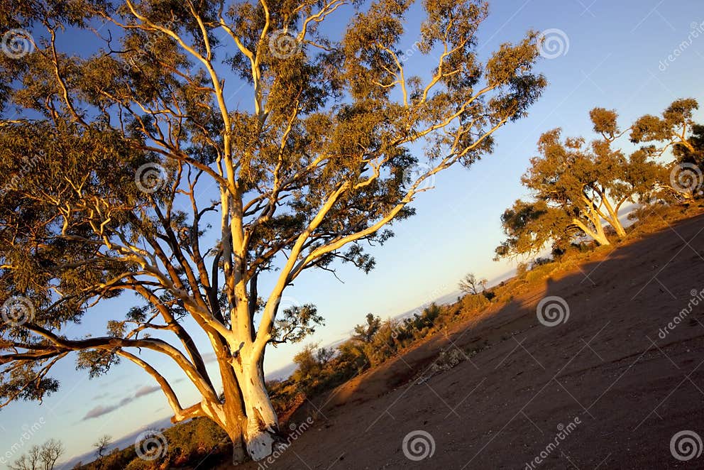 Outback Gum Trees stock photo. Image of sunset, landscape - 10346138