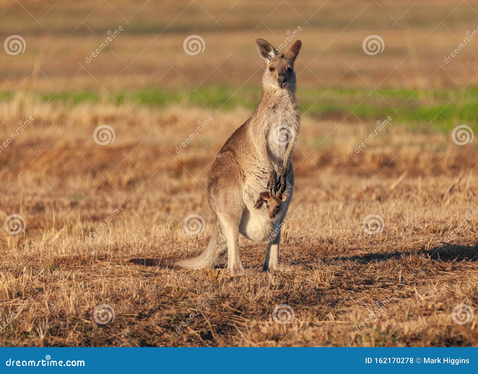 Outback kangaroo stock photo. Image of natural, iconic - 162170278