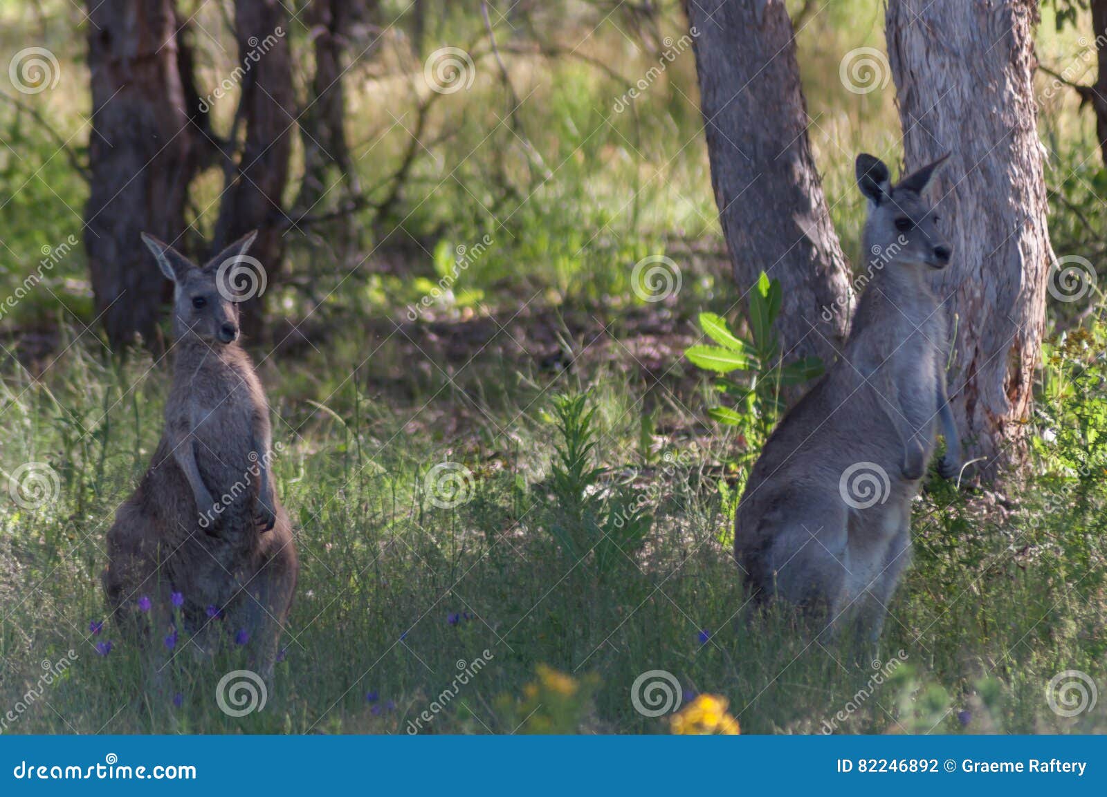 Outback Kangaroos stock photo. Image of daylight, skippy - 82246892