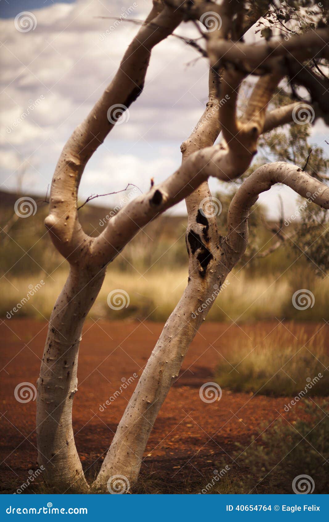 Outback in the Pilbara, Western Australia Stock Photo - Image of tree ...