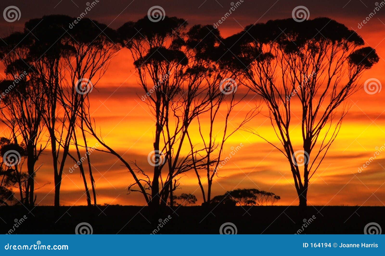 Outback sunrise stock photo. Image of farmland, sunset - 164194