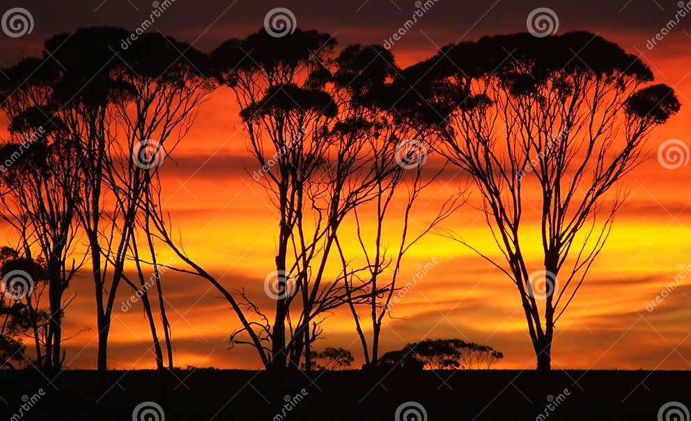 Outback sunrise stock photo. Image of farmland, sunset - 164194