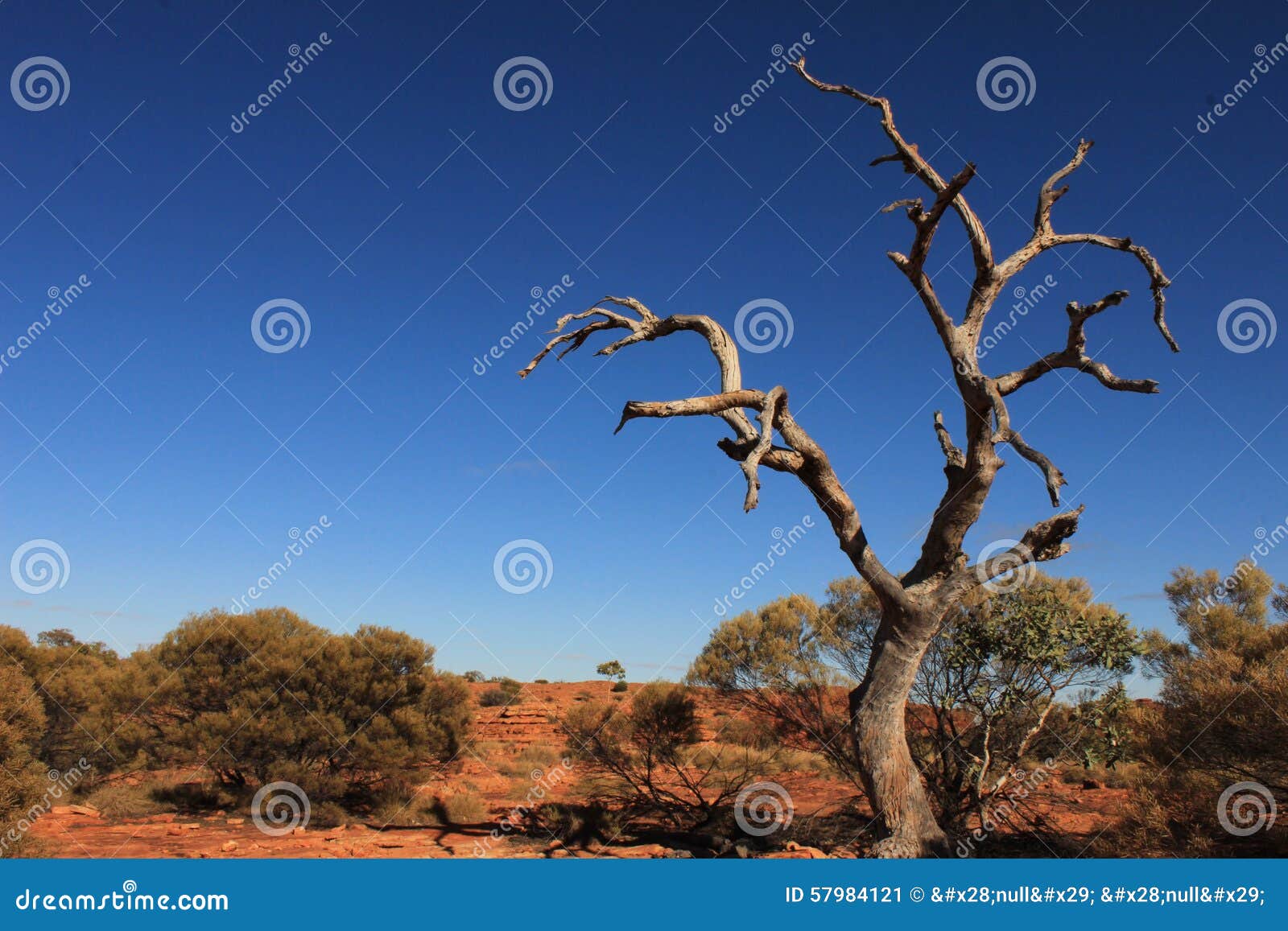 Outback tree stock image. Image of australian, tree, dirt - 57984121