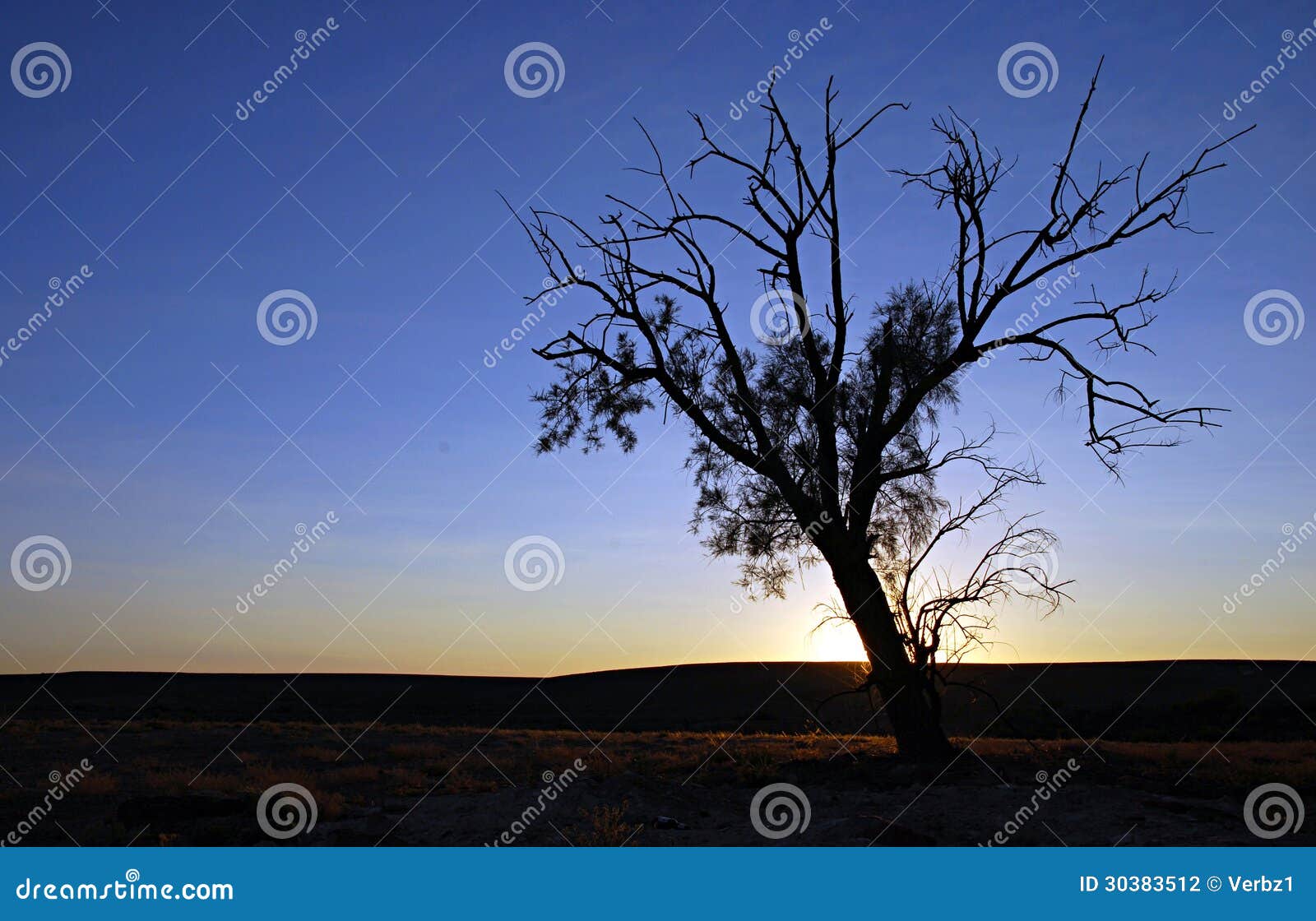Outback Tree stock photo. Image of australia, tree, outback - 30383512