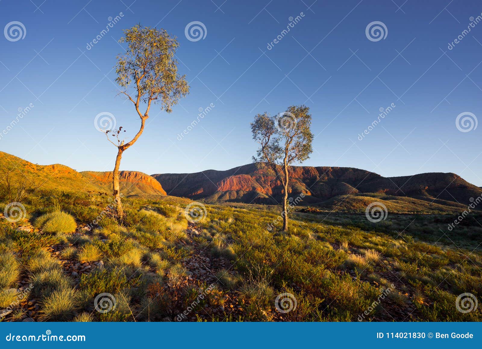 Outback Trees stock photo. Image of territory, natural - 114021830