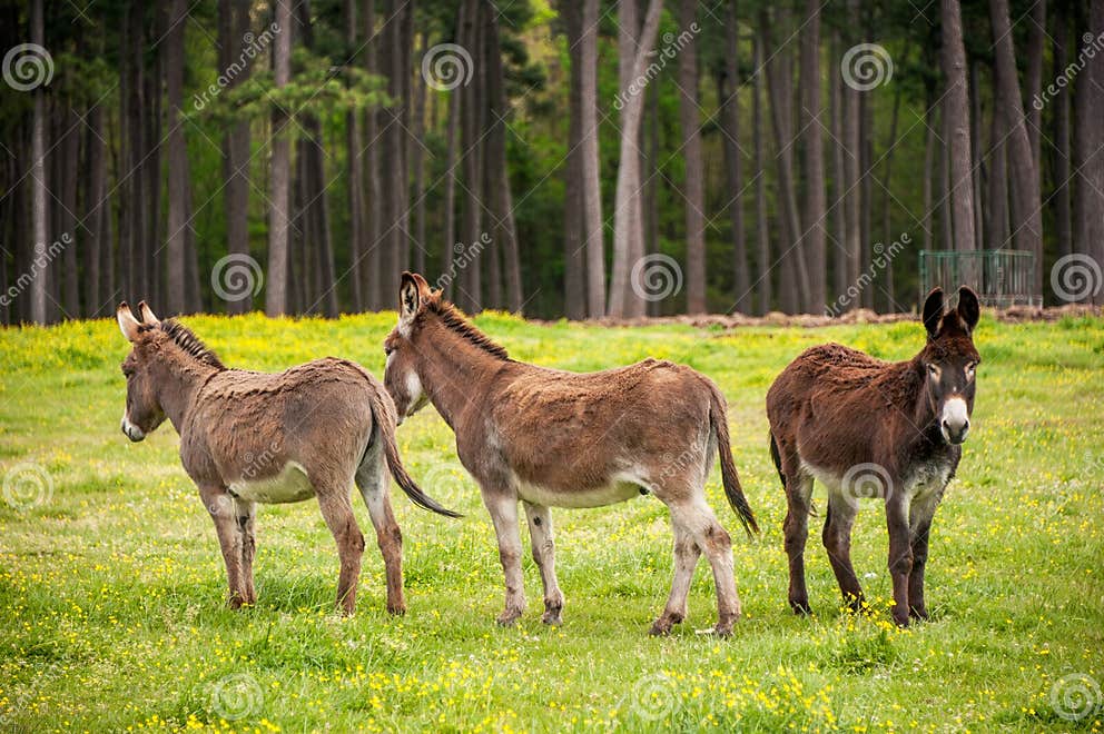 Outcast stock photo. Image of alone, excommunicated, unwanted - 29121504