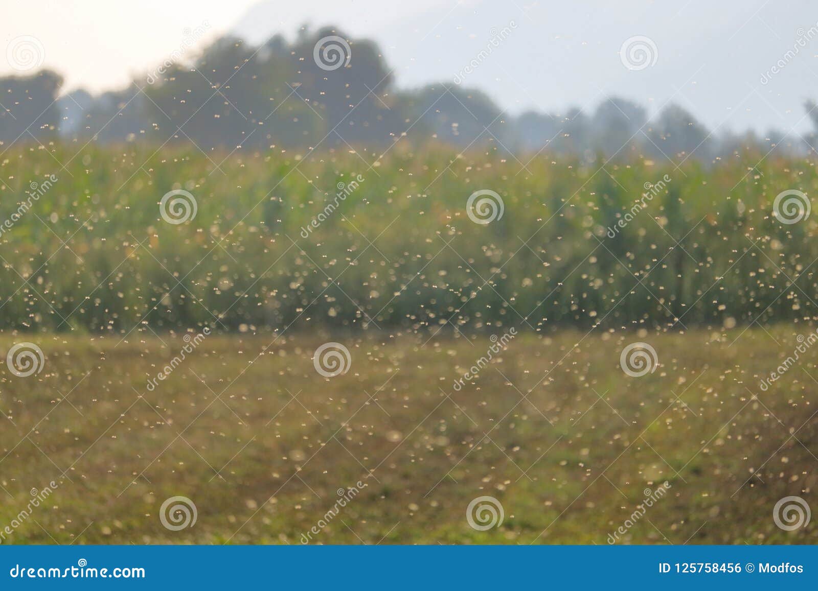183 Pollen Floating Air Stock Photos - Free & Royalty-Free Stock Photos ...