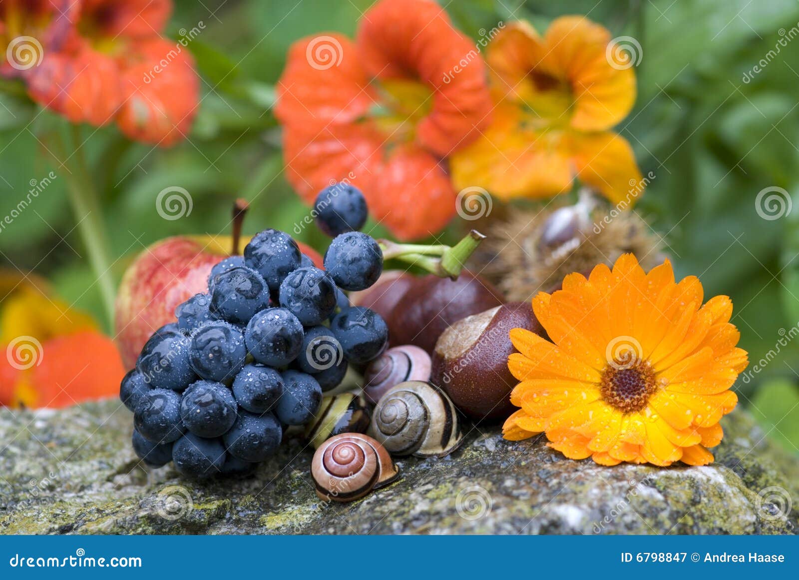 Outdoor Autumn Still Life stock image. Image of garden - 6798847