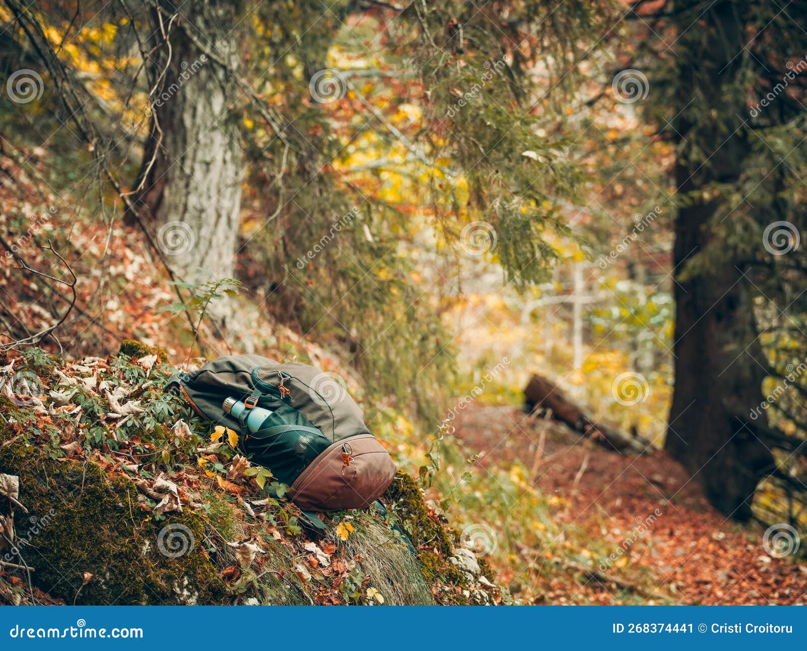 Outdoor Backpack Next To a Tree Trunk with Green Moss in the Forest ...