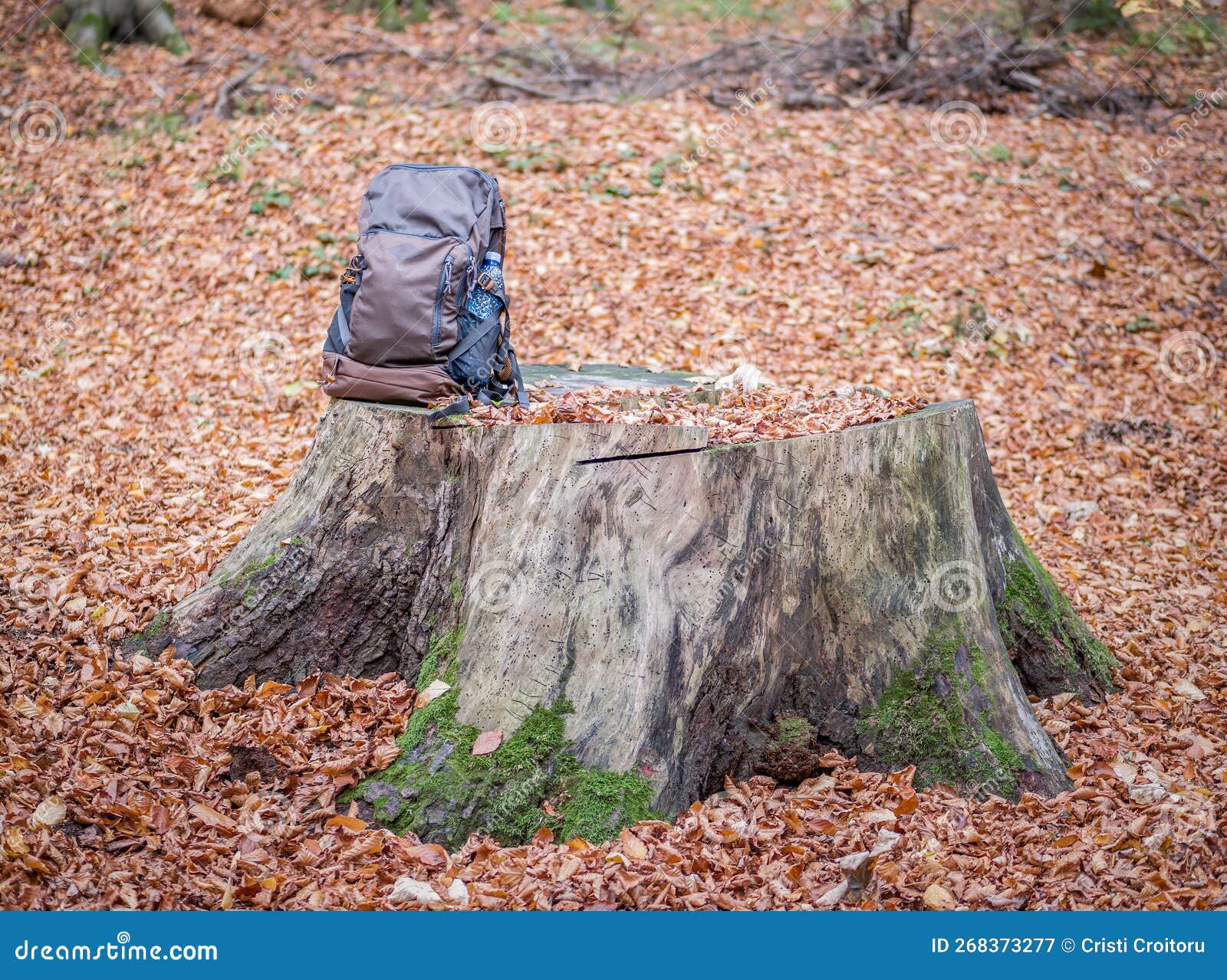 Outdoor Backpack Next To a Tree Trunk with Green Mossin the Forest ...