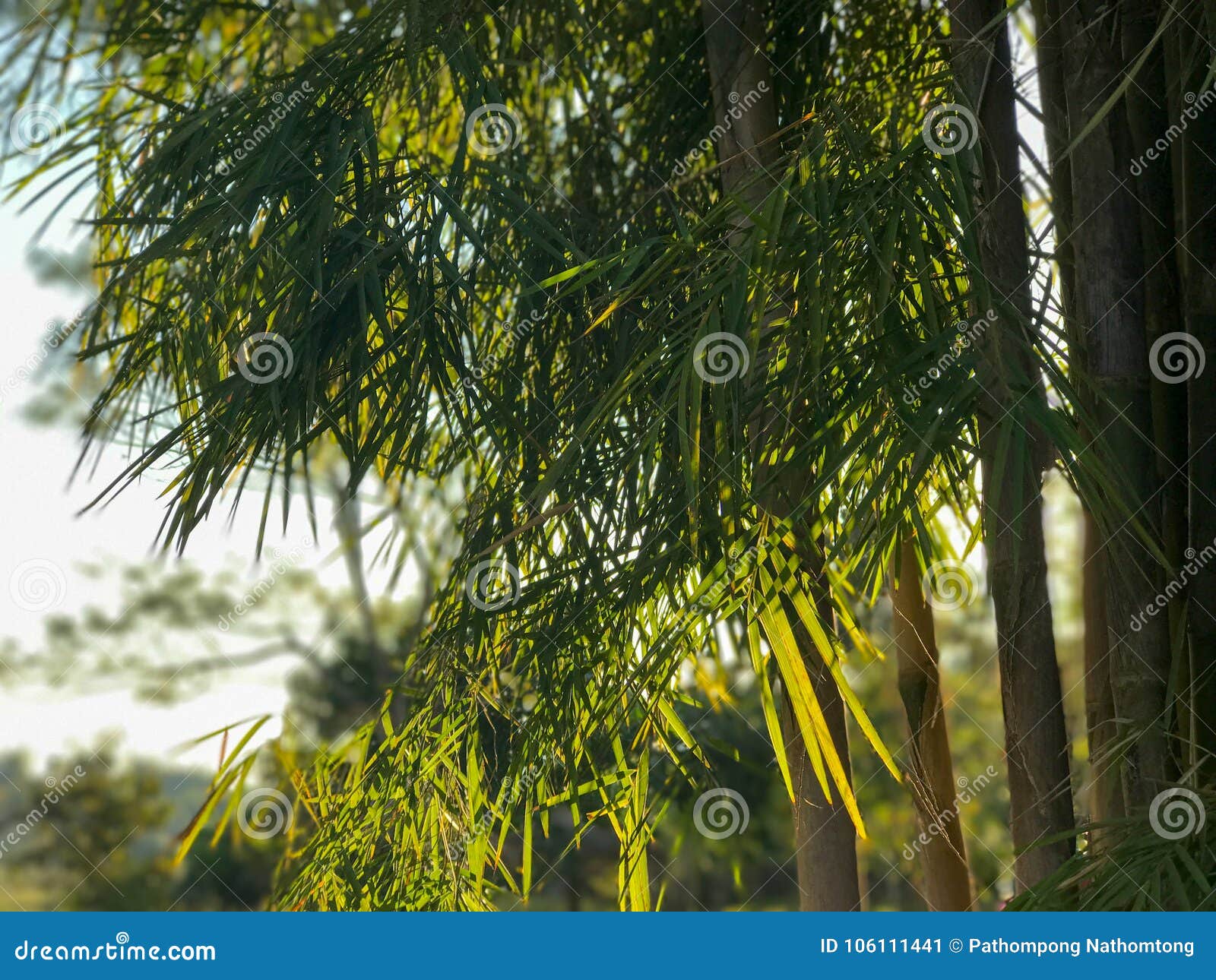 Beautiful Bamboo Tree at the Park Stock Image - Image of calm, foliage ...