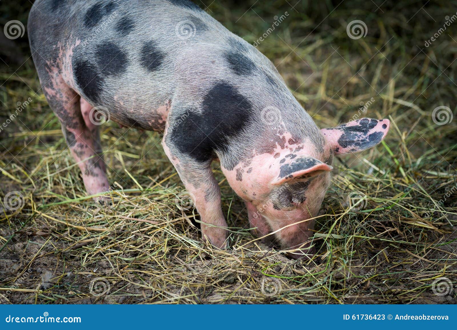 Outdoor Bred Cute Pink Piglet Stock Image - Image of nature, ethical ...