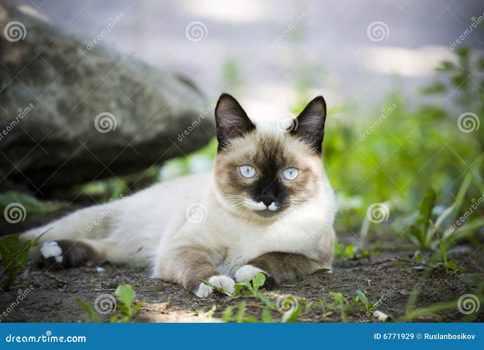 Outdoor cat stock image. Image of lovely, gaze, kitty - 6771929