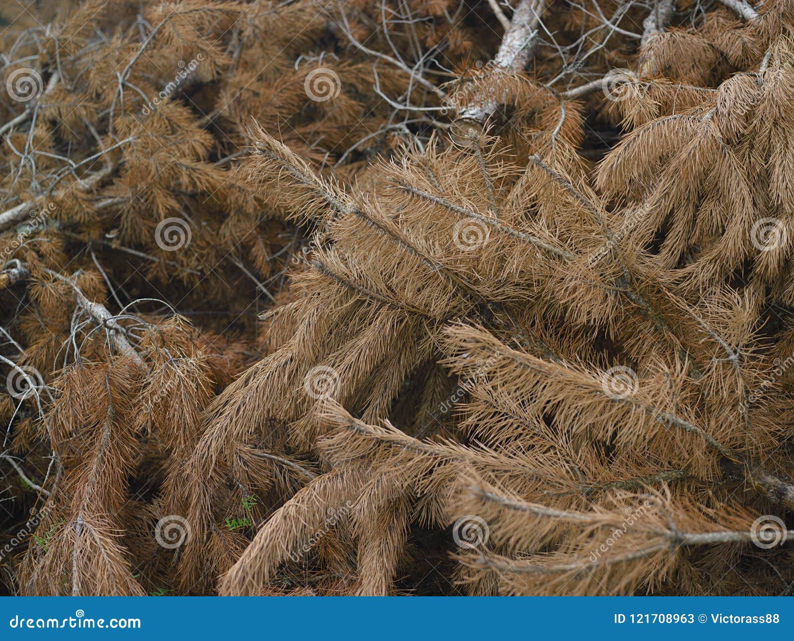 Dead pine tree needles stock image. Image of outside - 121708963