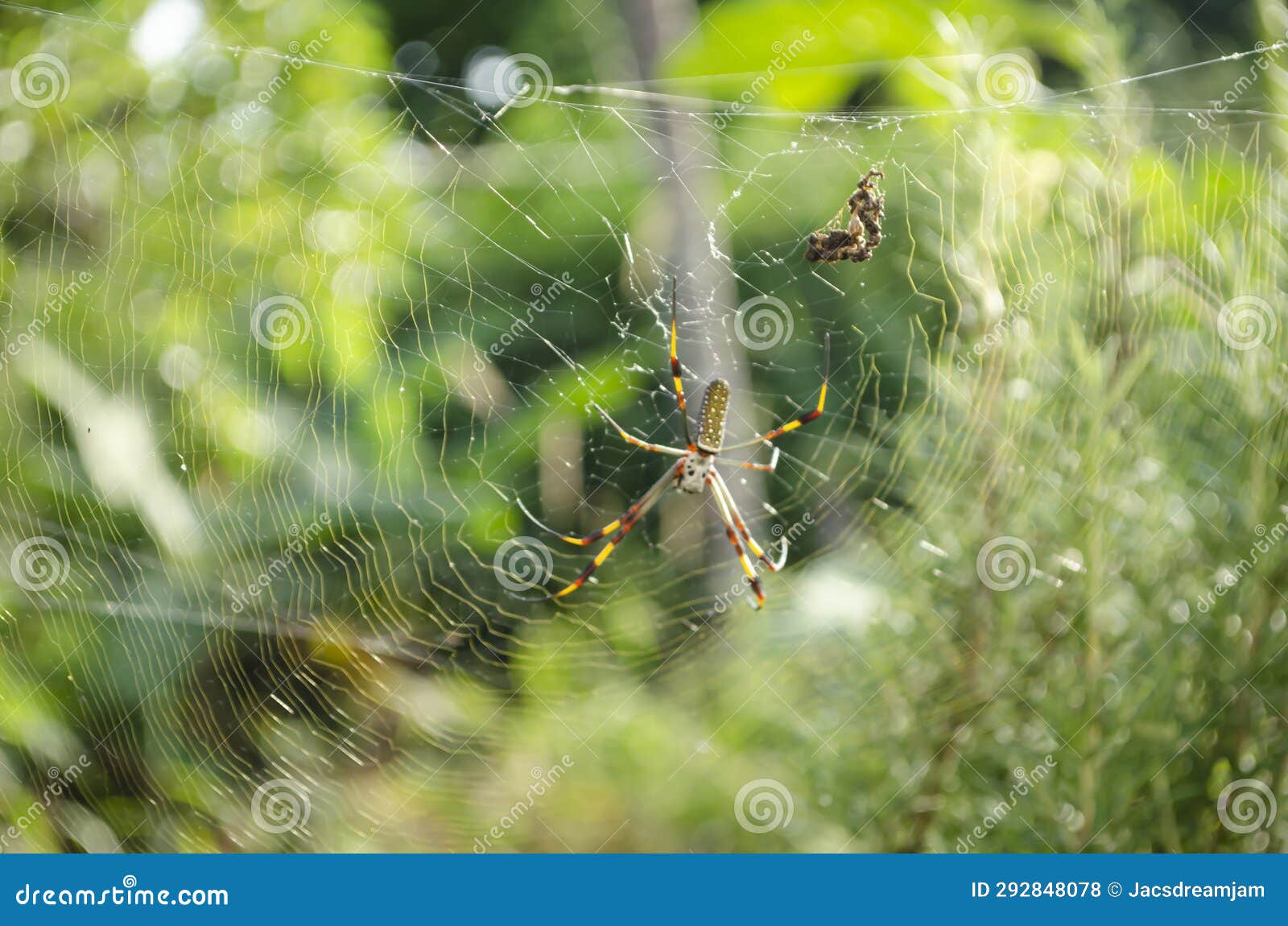 Outdoor Cobweb stock photo. Image of predator, nature - 292848078
