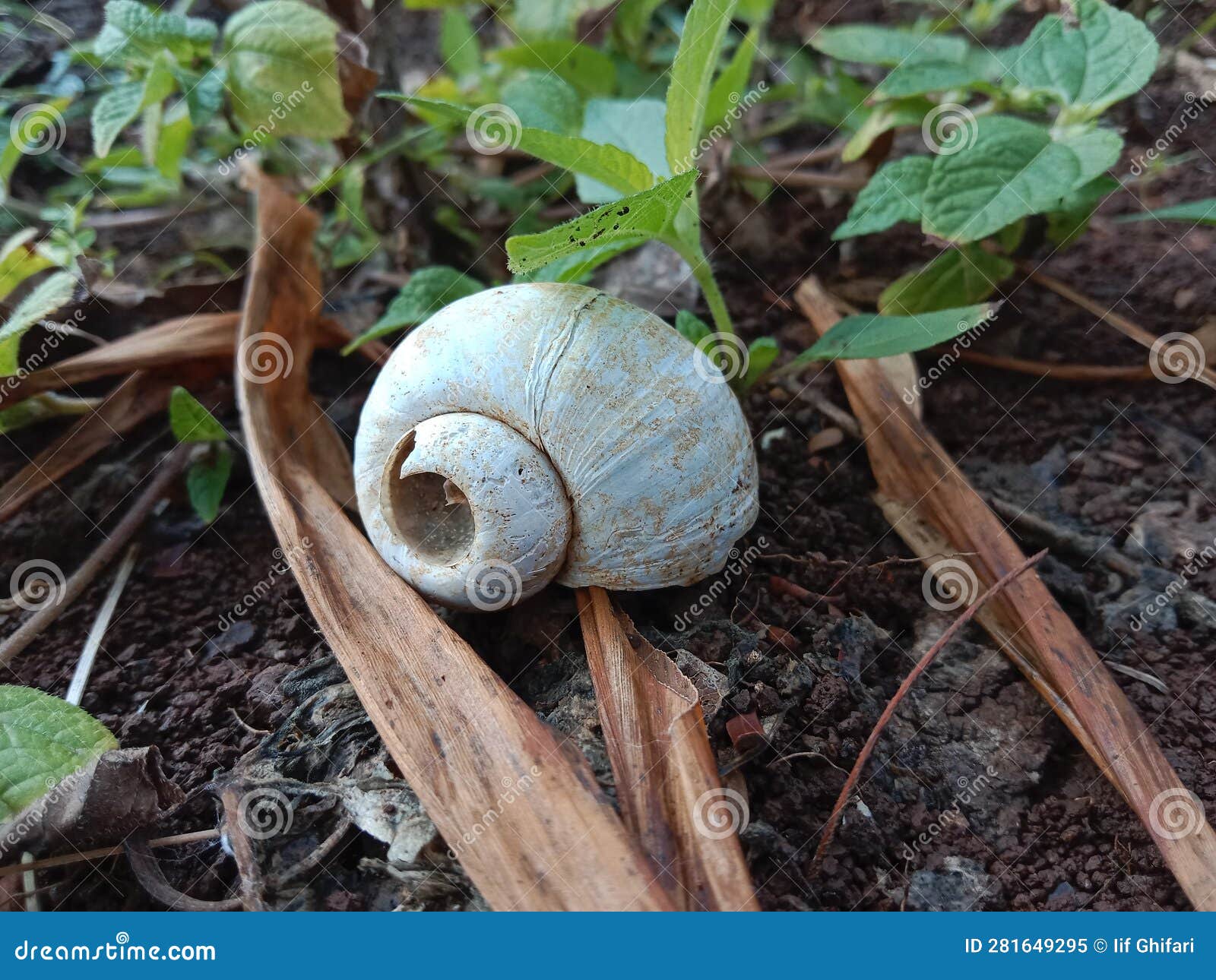 Outdoor Conch Shell Landscape Object Stock Image - Image of object ...