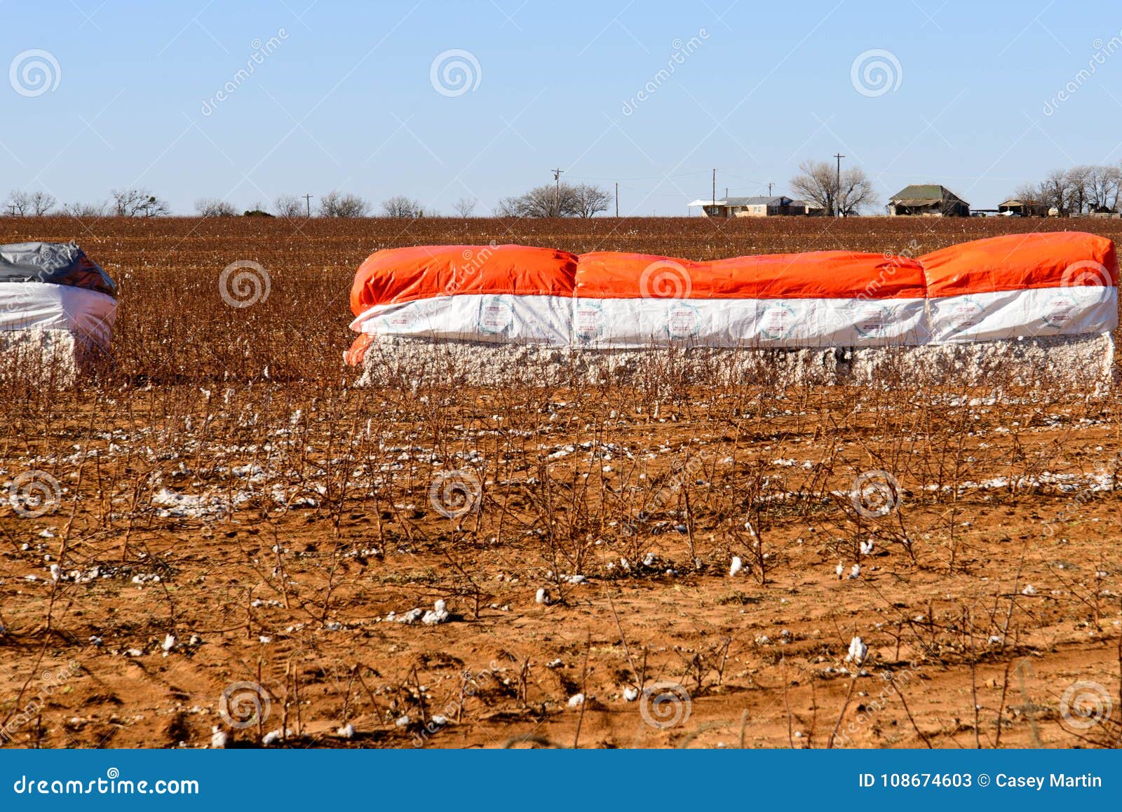 Outdoor Piles of Picked Cotton Ready for Processing Stock Image - Image ...