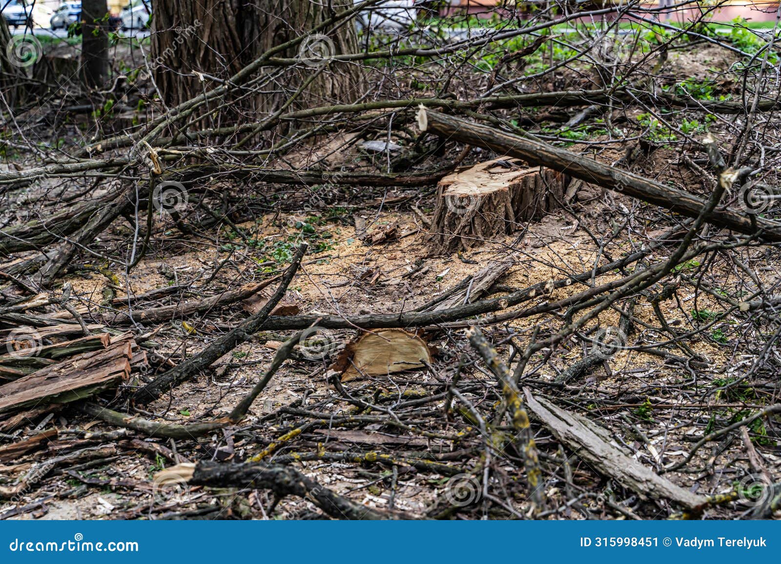 Outdoor Damaged Unprooted Tree Laying on the Ground. Destroyed Tree ...