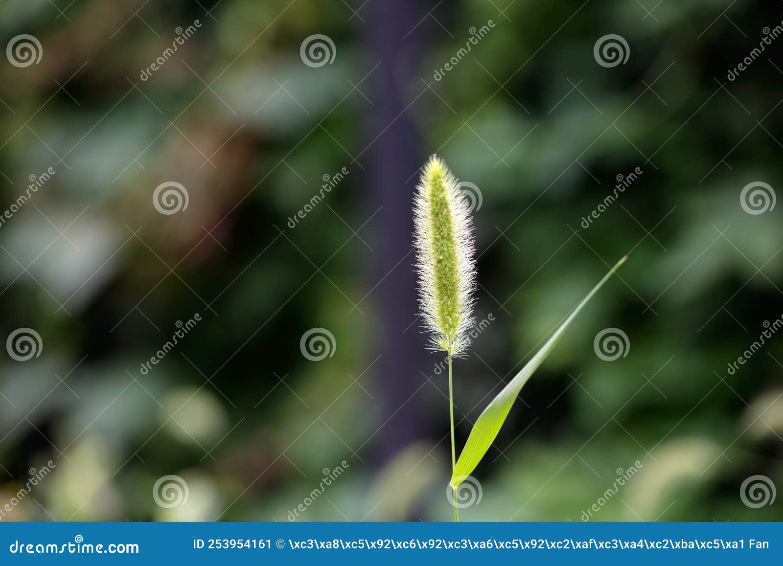 Outdoor Dog`s Tail Grass Close-up Stock Image - Image of close, seed ...