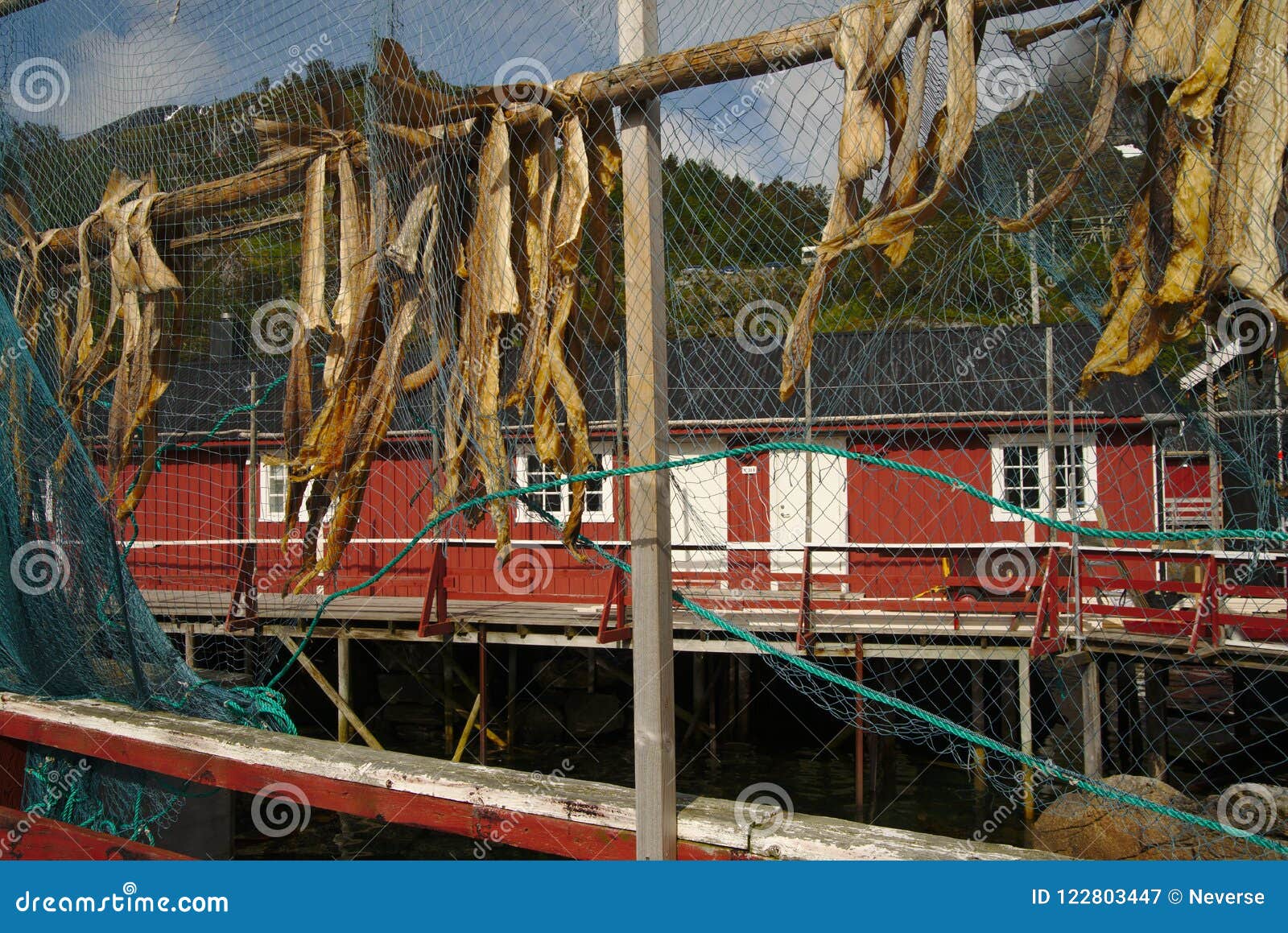 Outdoor Drying of Cod Fish in Norway Stock Image - Image of traditional ...