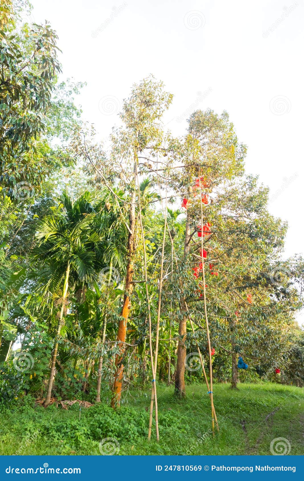 Durian Tree with Cover Plastic Bag Stock Image - Image of fruit, farm ...