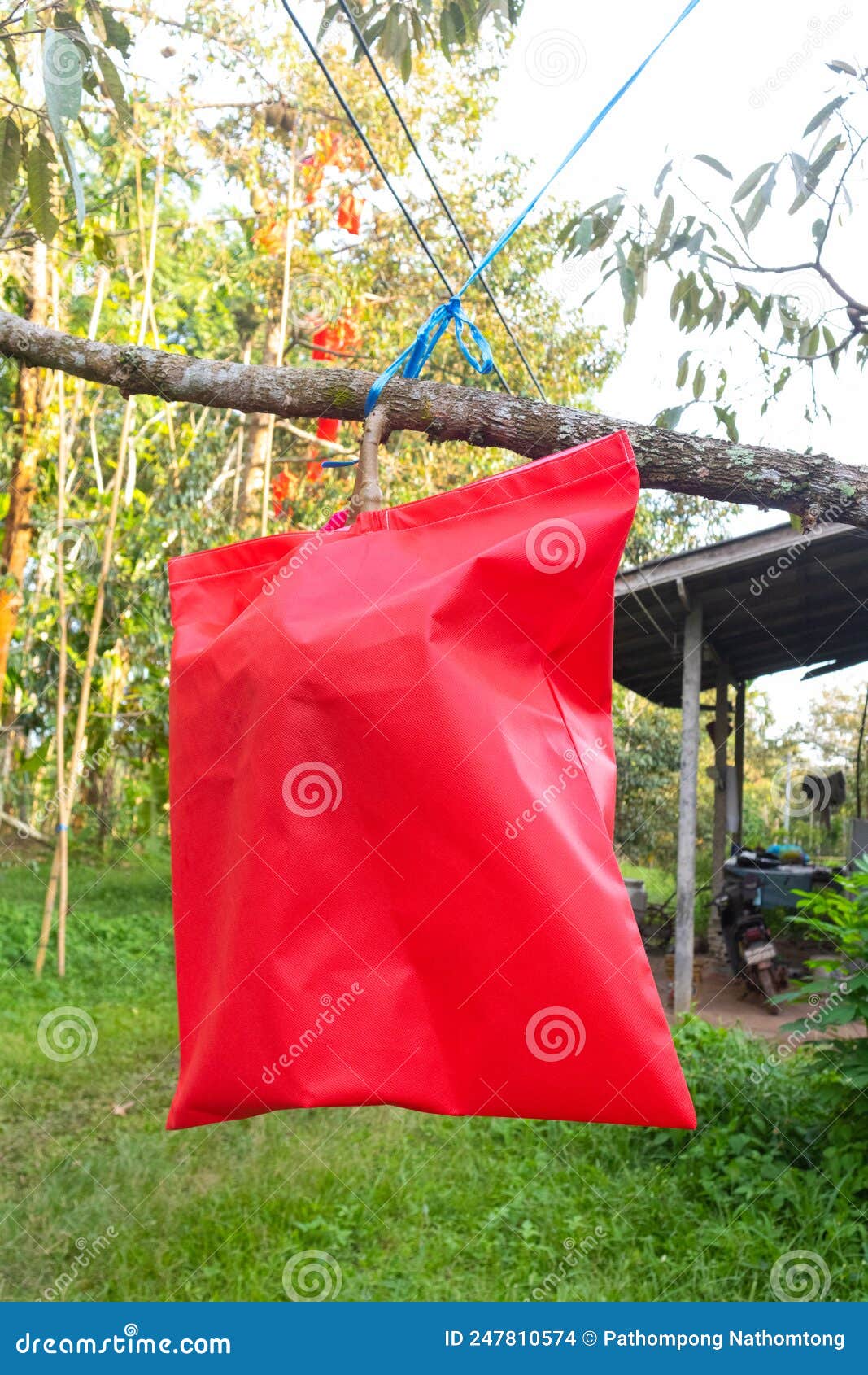 Durian Tree with Cover Plastic Bag Stock Photo - Image of beauty, plant ...