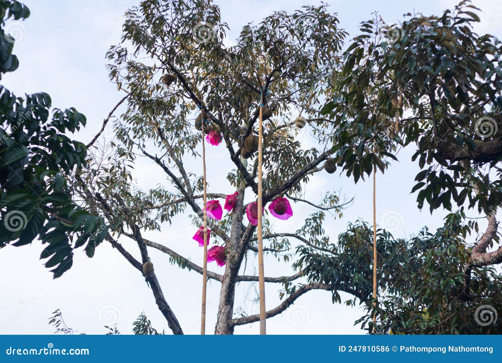 Durian Tree with Cover Plastic Bag Stock Photo - Image of freshness ...