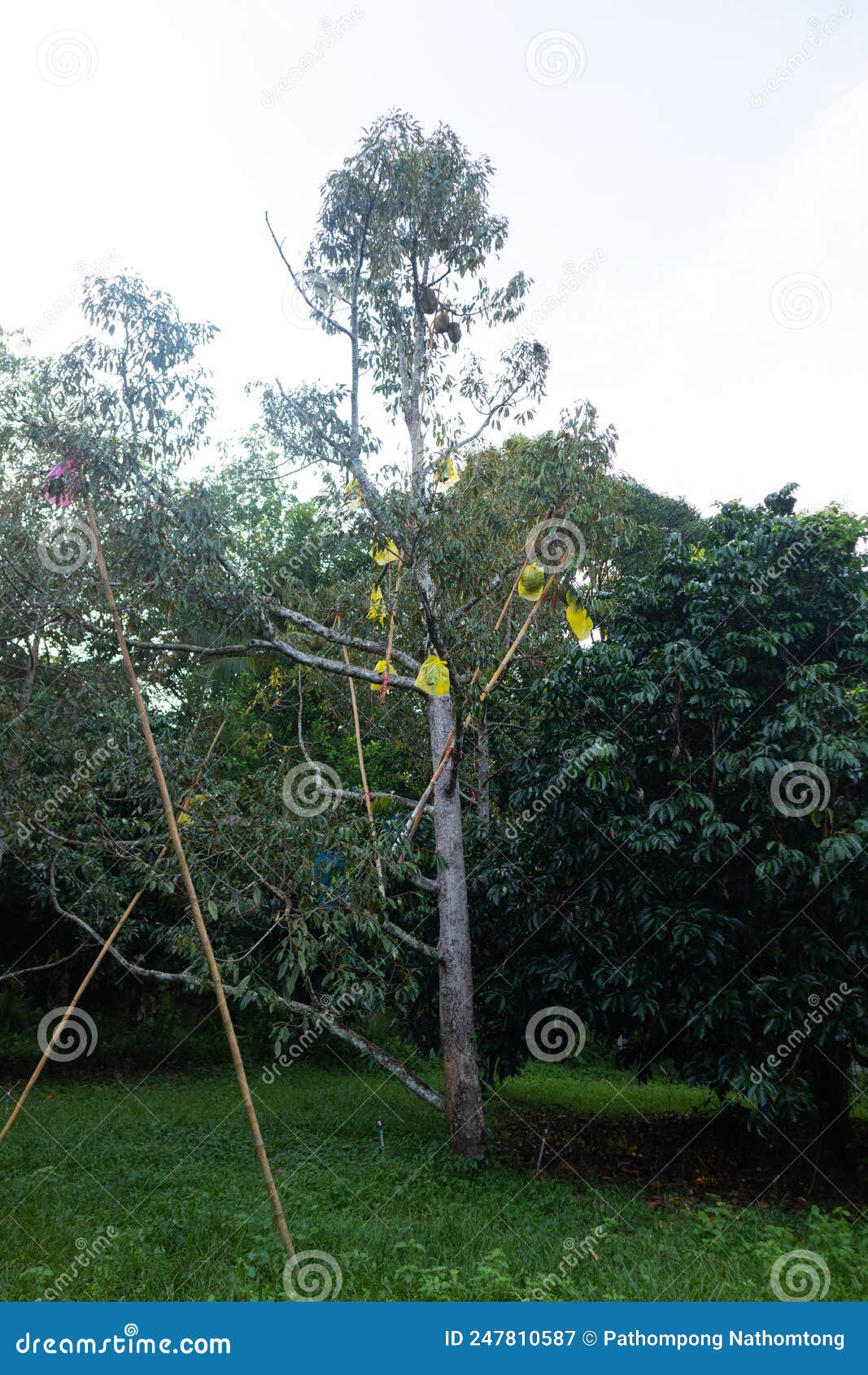 Durian Tree with Cover Plastic Bag Stock Image - Image of farm, cover ...