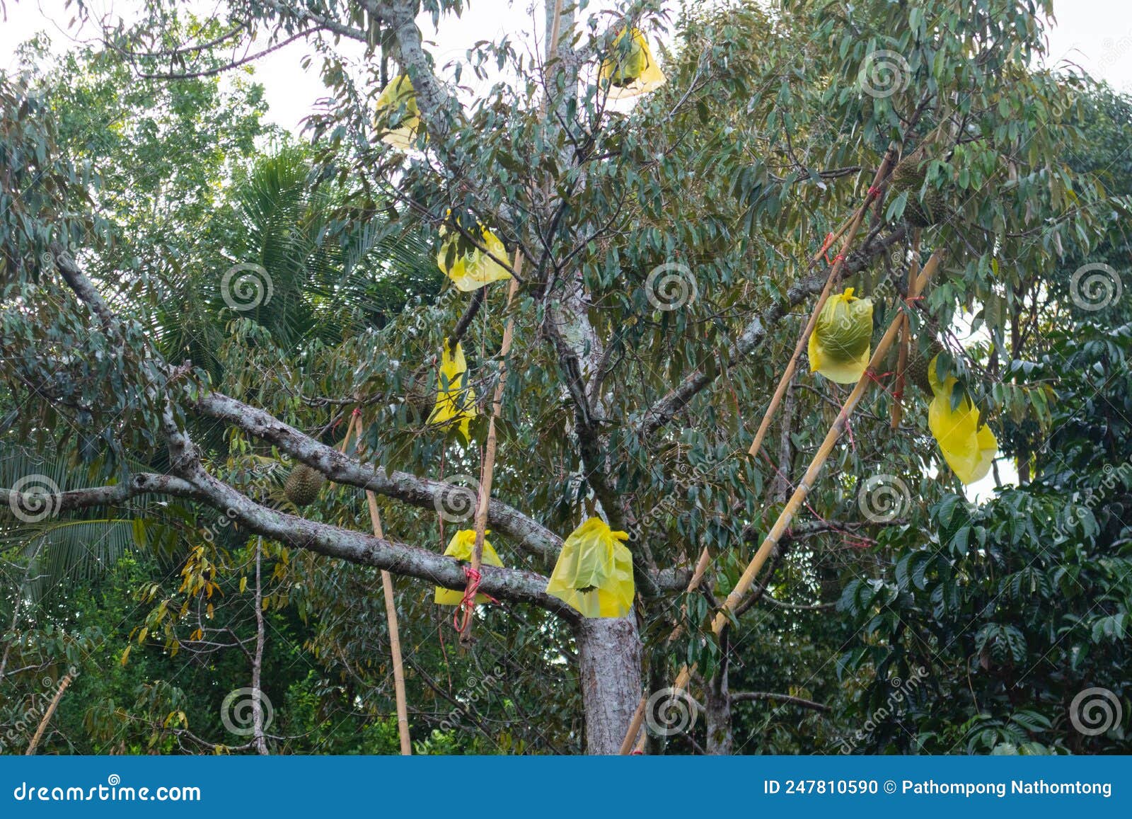 Durian Tree with Cover Plastic Bag Stock Photo - Image of fresh ...