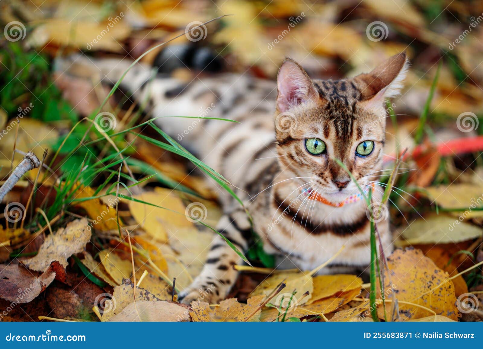 Outdoor Excursion with Bengal Cat Stock Image - Image of leaves ...