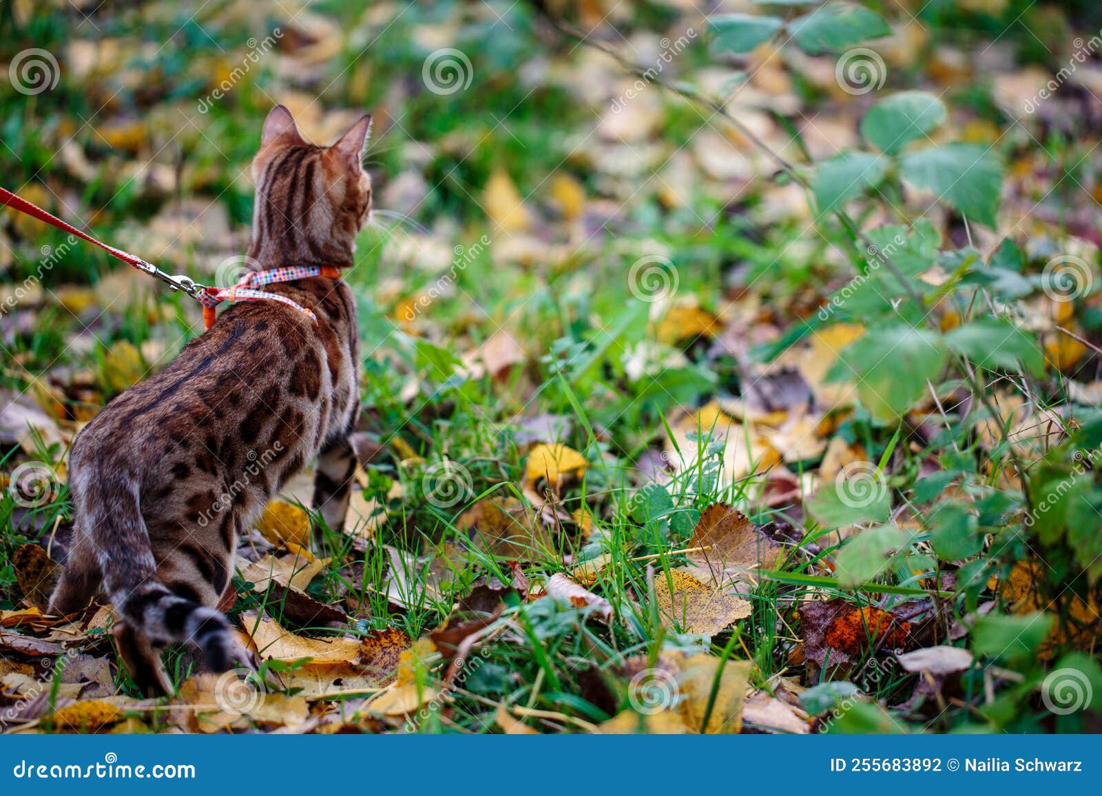 Outdoor Excursion with Bengal Cat Stock Photo - Image of bike, purebred ...