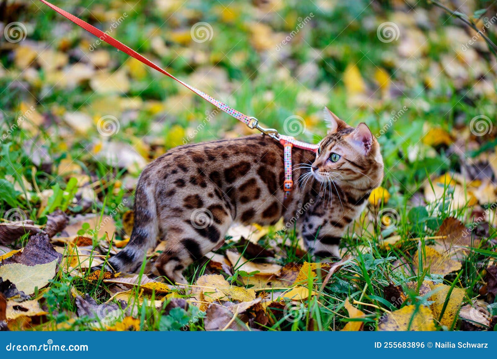 Outdoor Excursion with Bengal Cat Stock Photo - Image of house, fallen ...