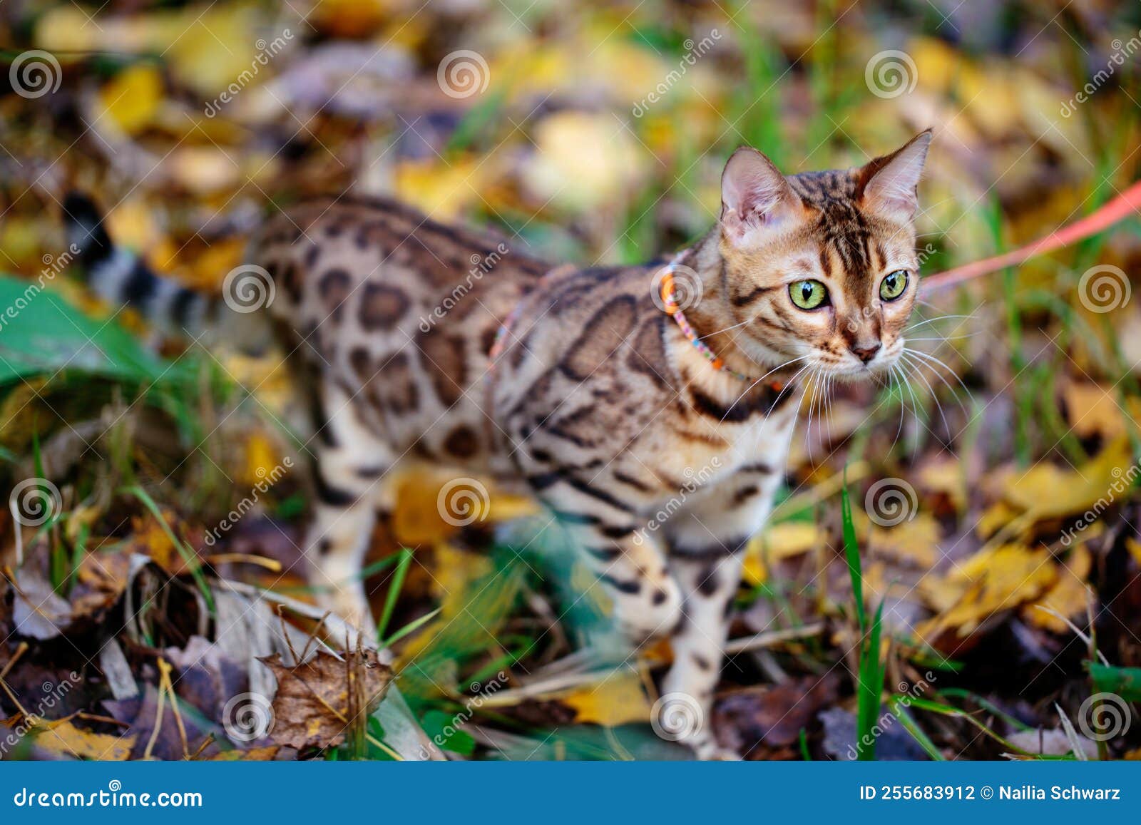 Outdoor Excursion with Bengal Cat Stock Photo - Image of ground, fallen ...