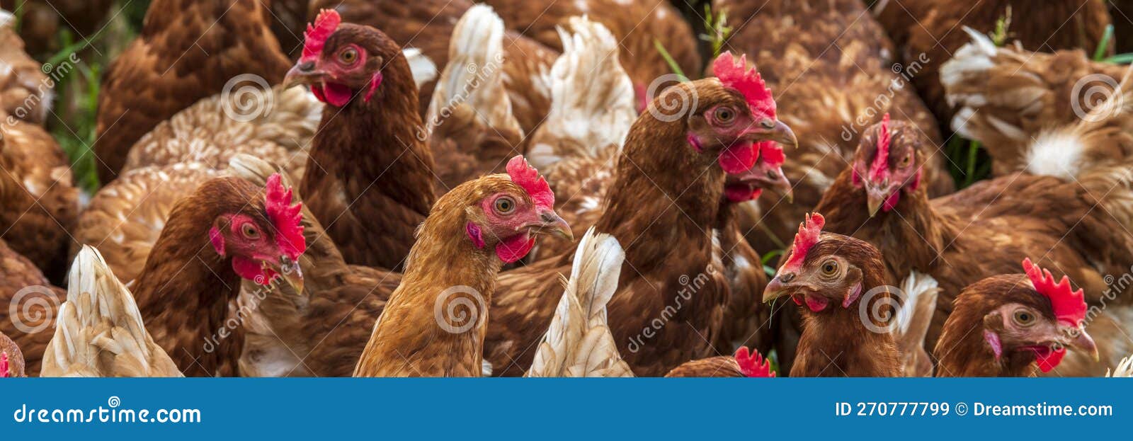 Outdoor Farming of Wild Chicken. Stock Image - Image of coop, feather ...