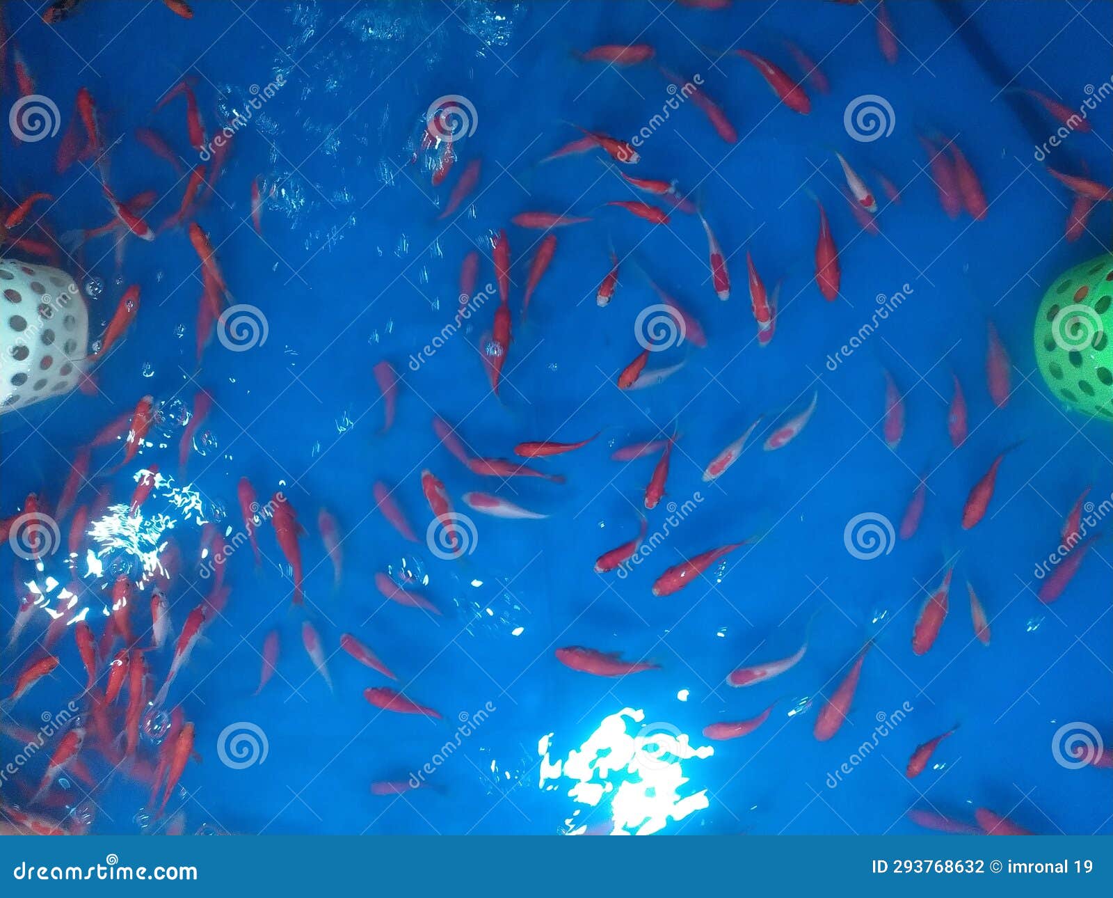 Outdoor Fish koi red stock photo. Image of outdoor, fish - 293768632