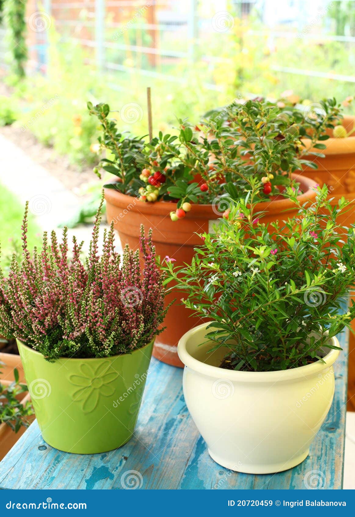 Flower Pots On A Roof With A Chimney In The Background Royalty-Free ...