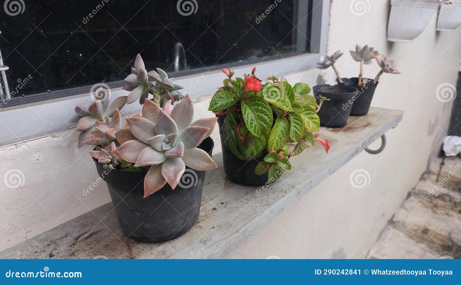 Flowers Pots on the Windows Stock Image - Image of flowers, outdoor ...