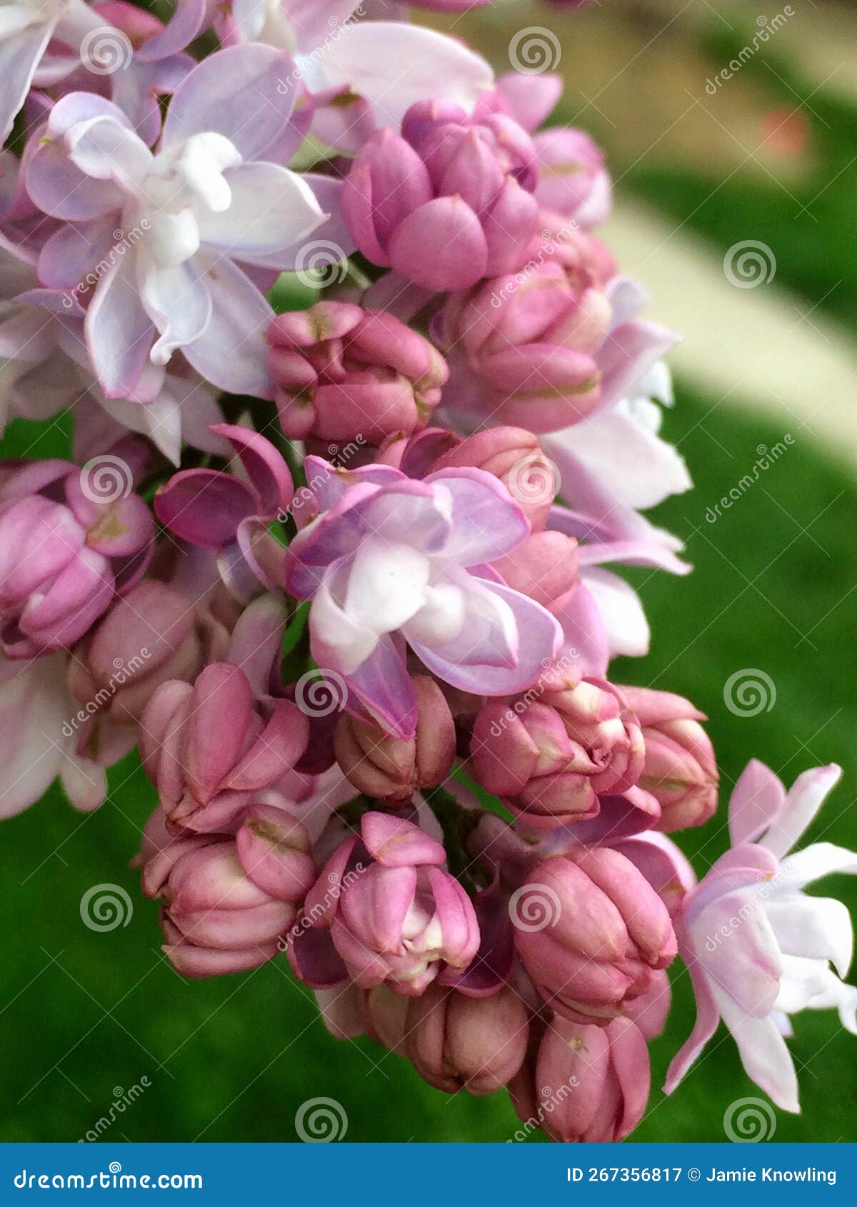 Outdoor flowers stock image. Image of pink, greenery - 267356817
