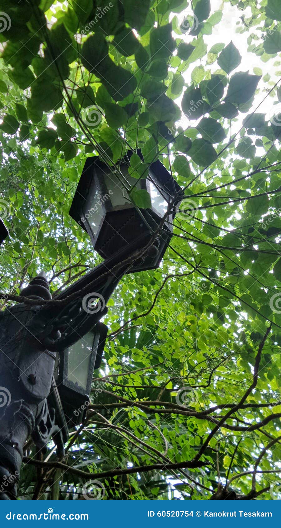 Outdoor Garden Light Post Under Tree in Tropical Green Park Stock Photo ...